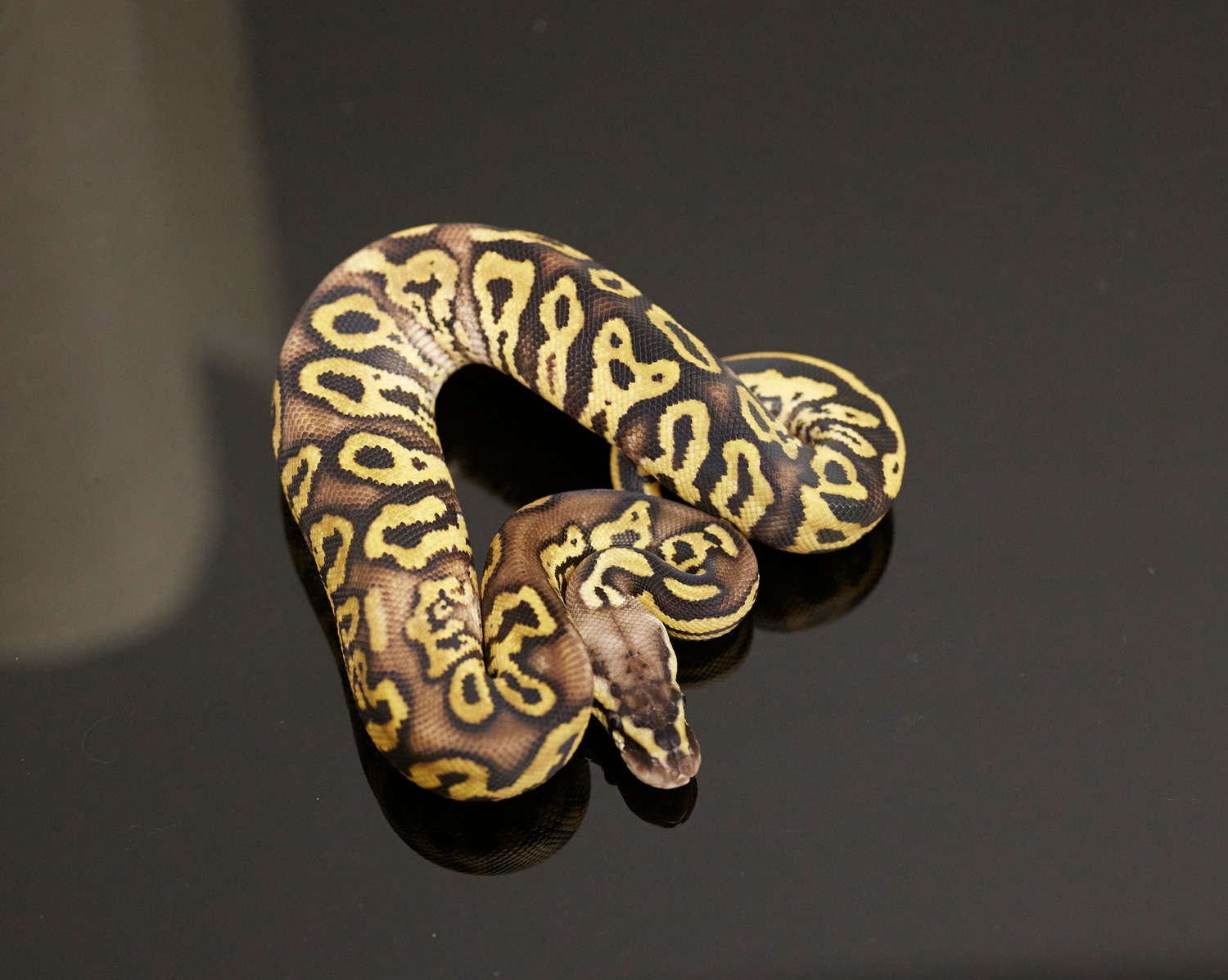 Pastel Leo YB Or Gravel Ball Python by JDW Morphs - MorphMarket