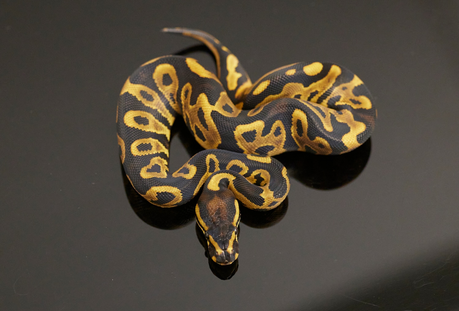 Leo YB Or Gravel Ball Python by JDW Morphs - MorphMarket