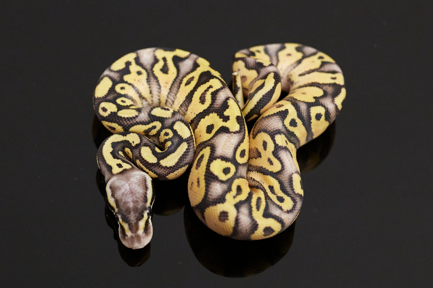 Super Pastel YB Or Gravel Ball Python by JDW Morphs - MorphMarket