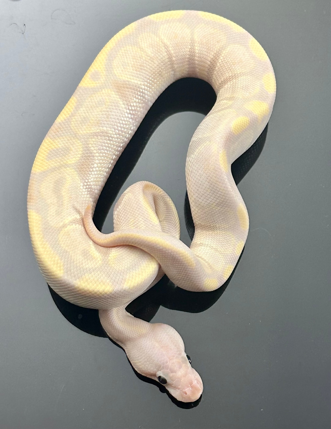Super Banana Pastel Het Clown Poss SP Ball Python by JDW Morphs ...