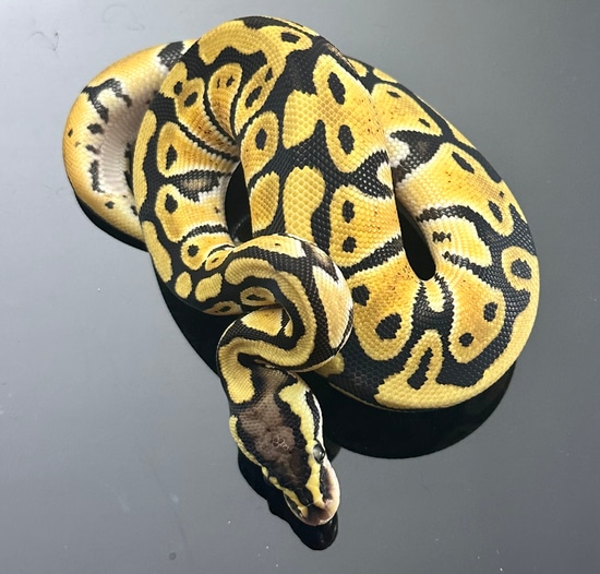 Pastel Het Clown Ball Python by JDW Morphs