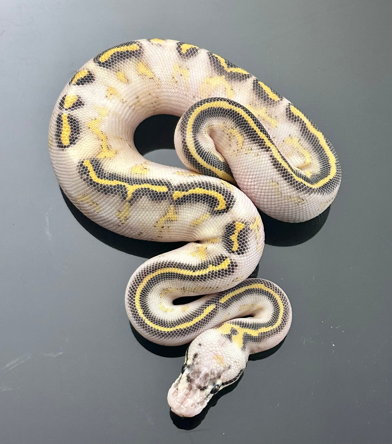 Pastel Highway Ball Python by JDW Morphs - MorphMarket