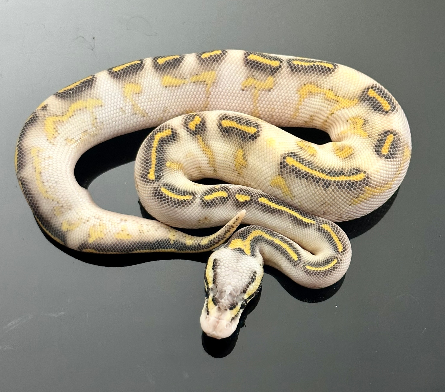 Pastel Highway Ball Python by JDW Morphs - MorphMarket
