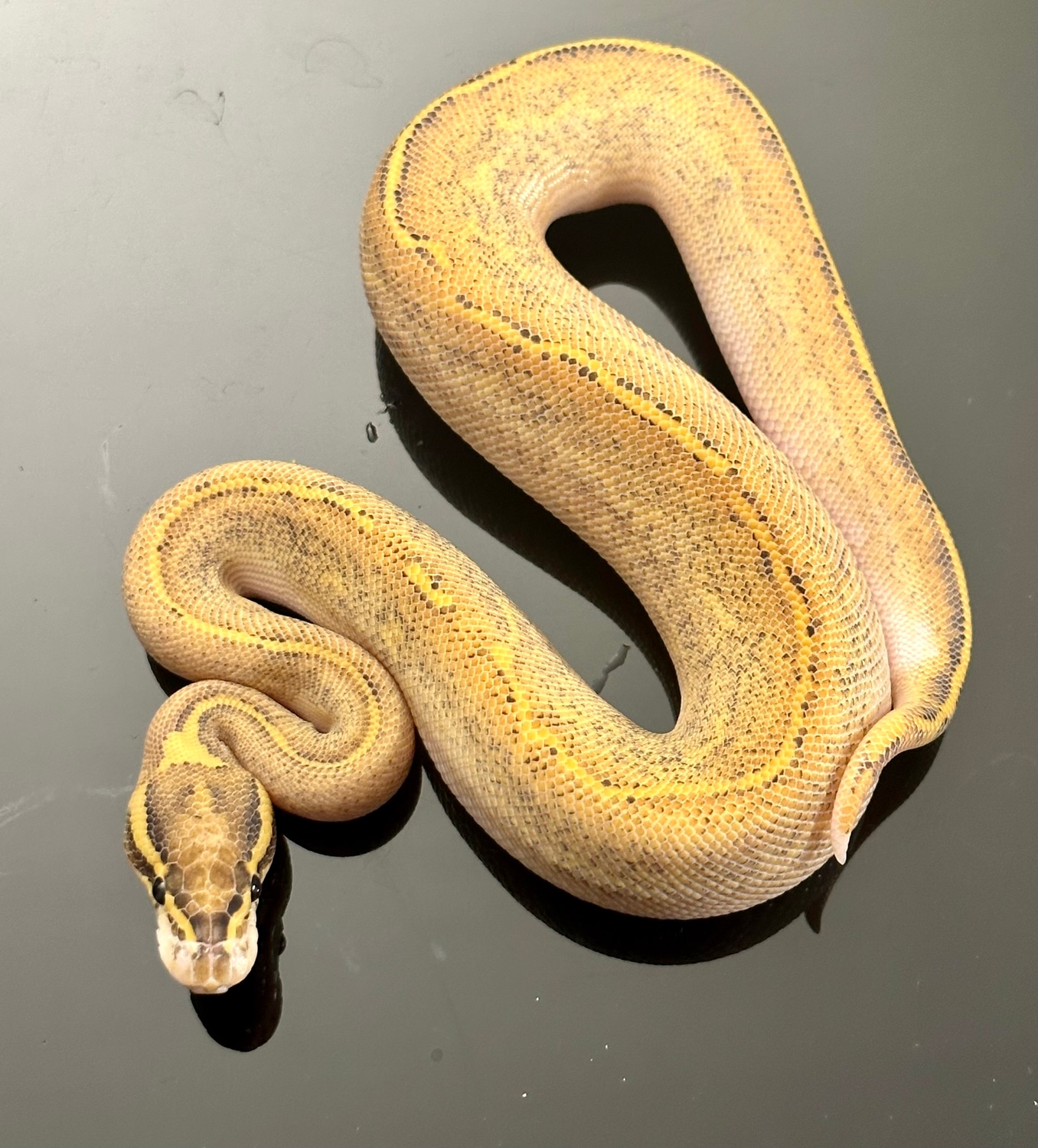 Highway Poss Leo Ball Python by JDW Morphs - MorphMarket