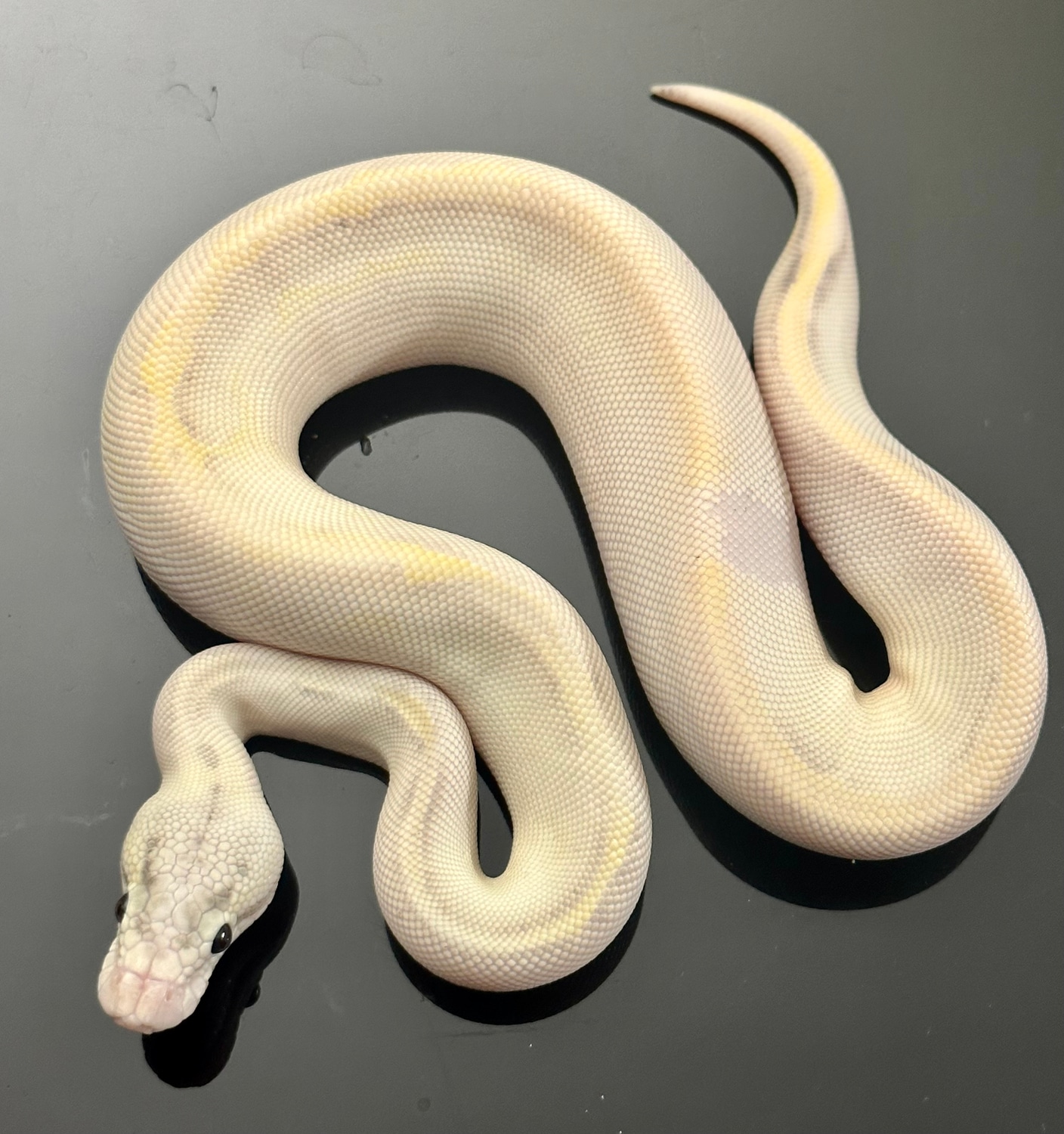 Pastel Leopard Ivory Poss SP Ball Python by JDW Morphs - MorphMarket