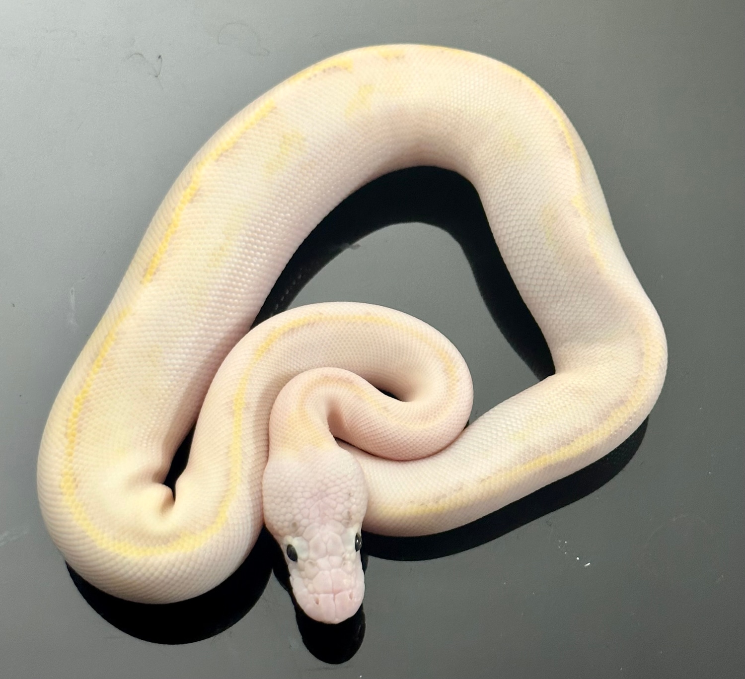 Pastel Ivory Poss SP Ball Python by JDW Morphs - MorphMarket