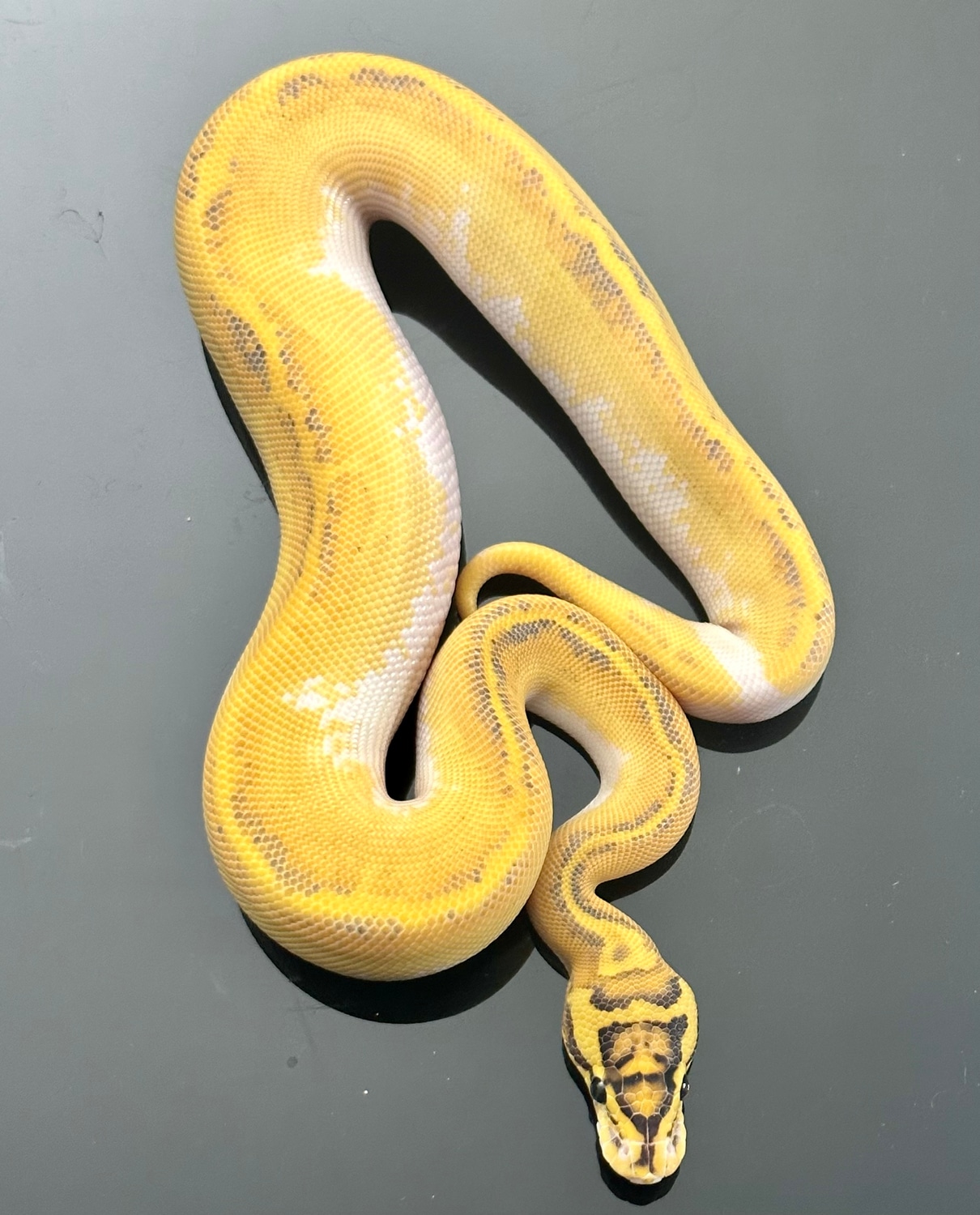 Spotnose Highway OD Dhet Clown Pied Ball Python by JDW Morphs - MorphMarket