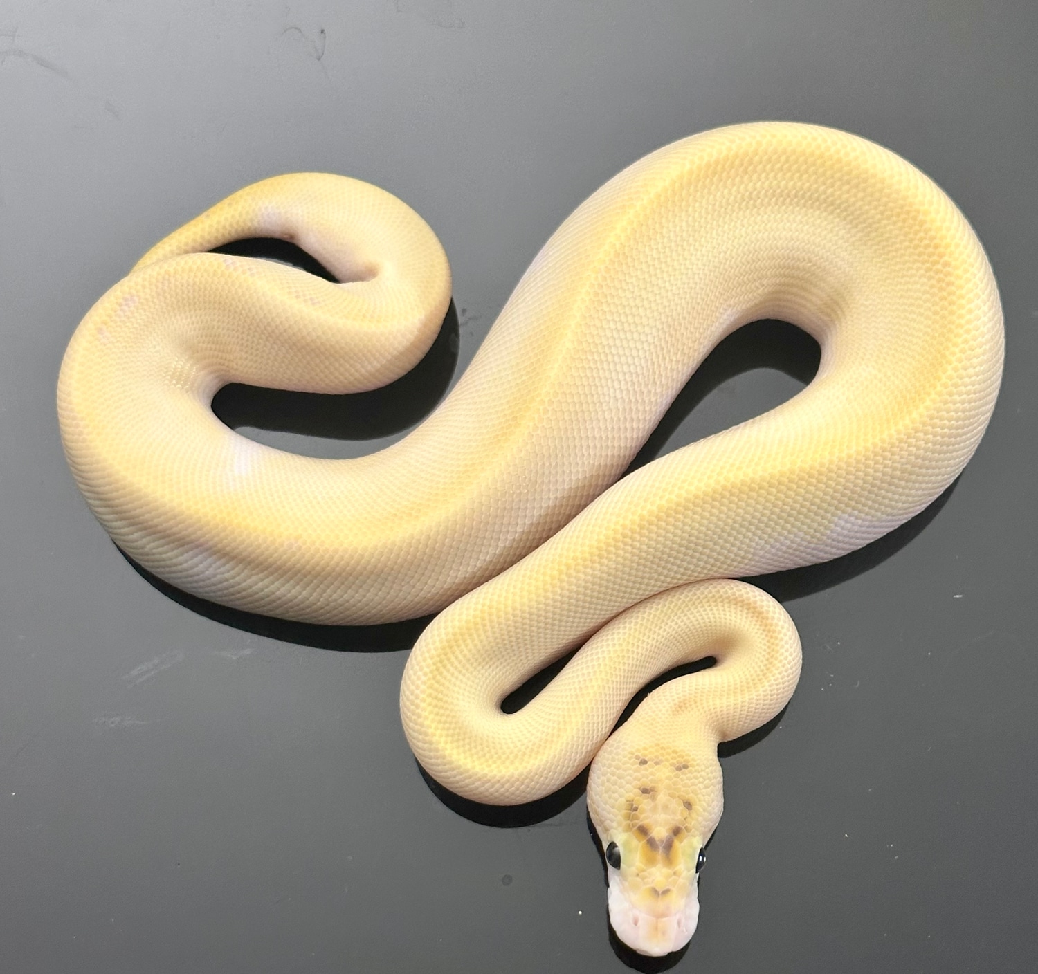 Ivory OD Dhet Clown Pied Poss Spotnose Ball Python by JDW Morphs ...