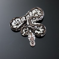 Pastel VPI Axanthic Clown Ball Python by JDW Morphs - MorphMarket