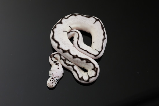 Pastel Spider VPI Axanthic Clown Ball Python by JDW Morphs