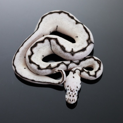 Pastel VPI Axanthic Clown Ball Python by JDW Morphs - MorphMarket