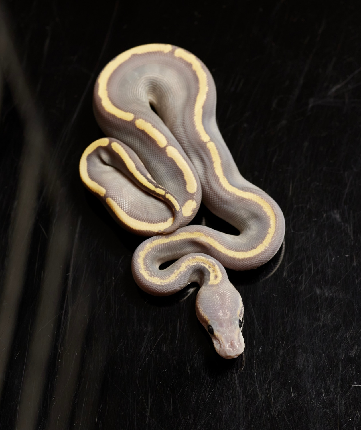 GHI Mojave Ghost Ball Python by JDW Morphs - MorphMarket