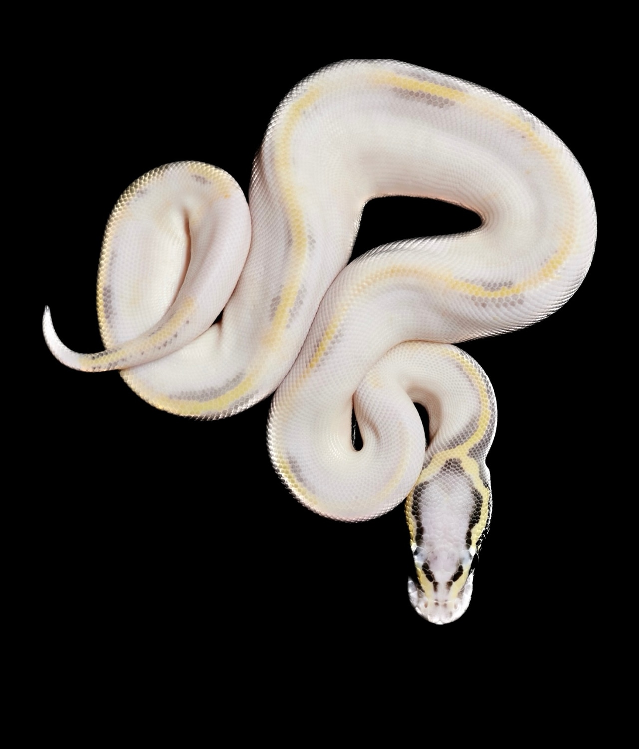 Super Pastel Highway Pied Ball Python by JDW Morphs - MorphMarket