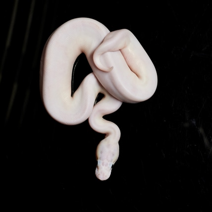 Pastel VPI Axanthic Clown Ball Python by JDW Morphs - MorphMarket