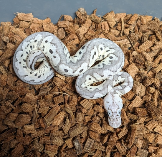 Super Pastel VPI Axanthic Clown Ball Python by JDW Morphs