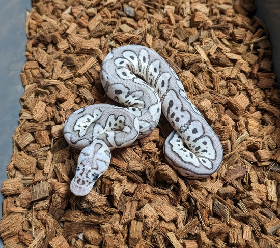 Super Pastel VPI Axanthic Clown Ball Python by JDW Morphs