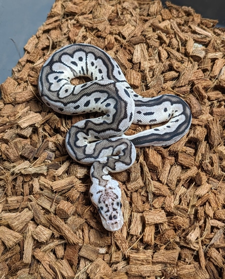 Pastel VPI Axanthic Clown Ball Python by JDW Morphs