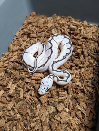 Pastel Spider VPI Axanthic Clown Ball Python by JDW Morphs