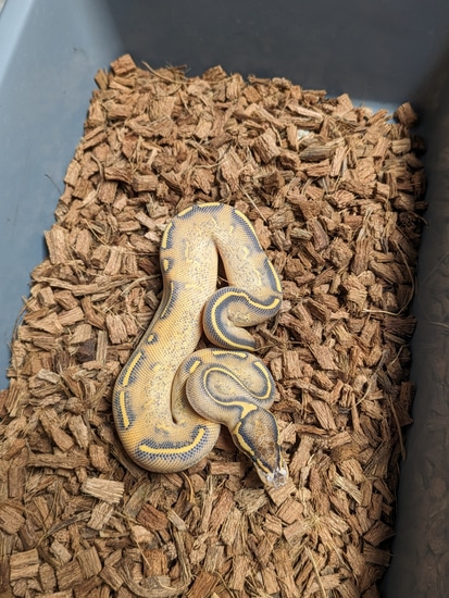 Highway Het Clown Ball Python by JDW Morphs