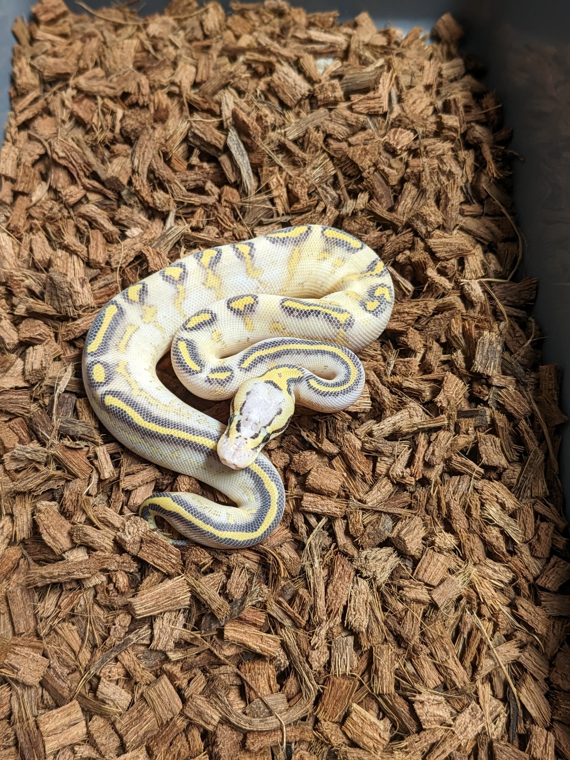 Pastel Highway Ball Python by JDW Morphs - MorphMarket