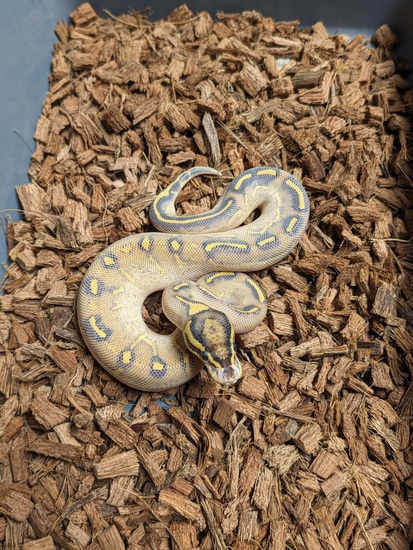 Highway Ball Python by JDW Morphs
