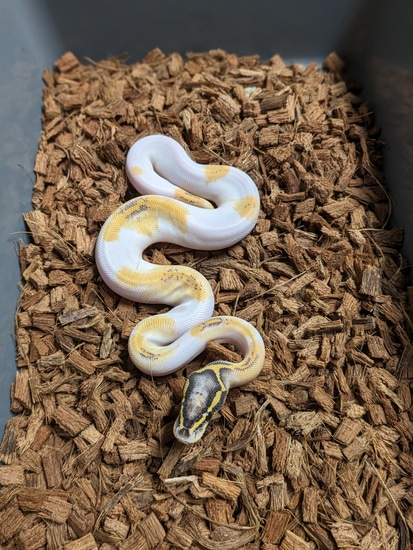 Pastel Highway Pied Het Lavender Albino Ball Python by JDW Morphs