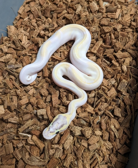 Pastel Ivory Pied Het Lavender Albino Ball Python by JDW Morphs