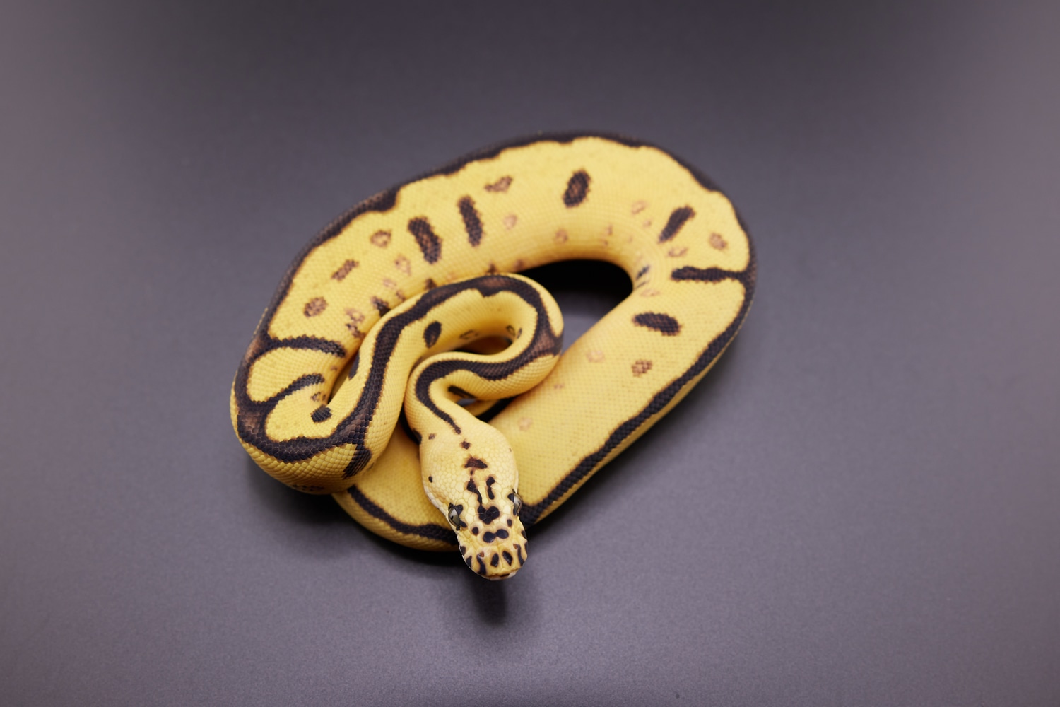 Pastel Enchi Batman Poss VPI Axanthic And SP Ball Python by JDW Morphs ...