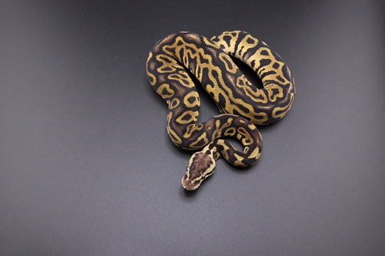 Pastel Leo Het Clown Ball Python by JDW Morphs