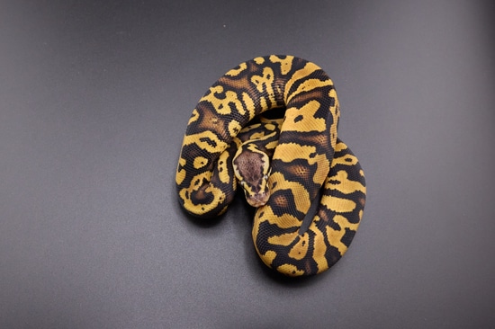 Pastel Acid YB Or Gravel Het Clown Ball Python by JDW Morphs