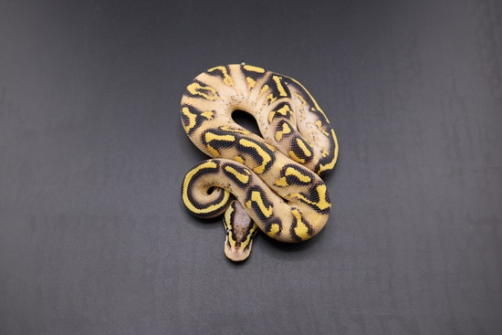 Pastel Super Gravel Poss Het Clown Ball Python by JDW Morphs