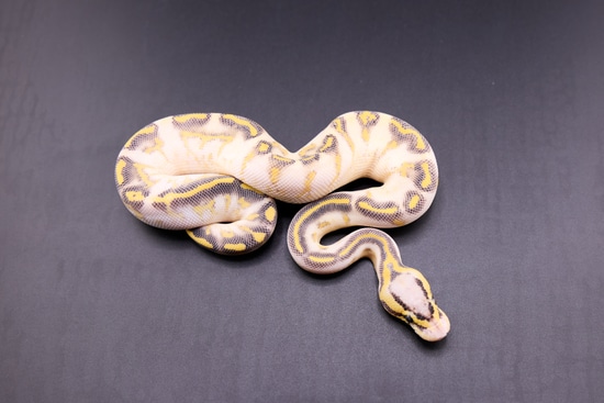 Pastel Highway 50% Het Clown Ball Python by JDW Morphs