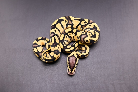 Pastel YB Or Gravel Het Clown Ball Python by JDW Morphs