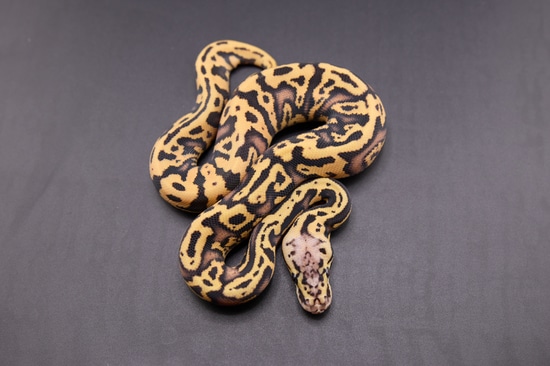 Super Pastel Acid/Confusion OD YB Het Clown 50% Het VPI Axanthic Ball ...