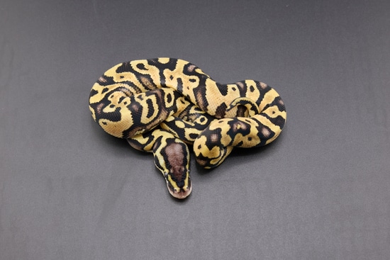 Pastel YB Or Gravel Het Clown Poss Acid/Confusion Ball Python by JDW Morphs