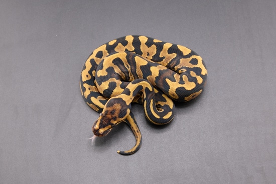 Acid/Confusion YB Or Gravel Het Clown Ball Python by JDW Morphs
