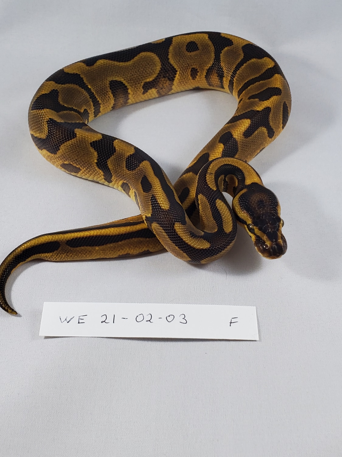 Enchi Leopard Yellow Belly Ball Python by Wulfhaus Exotics - MorphMarket