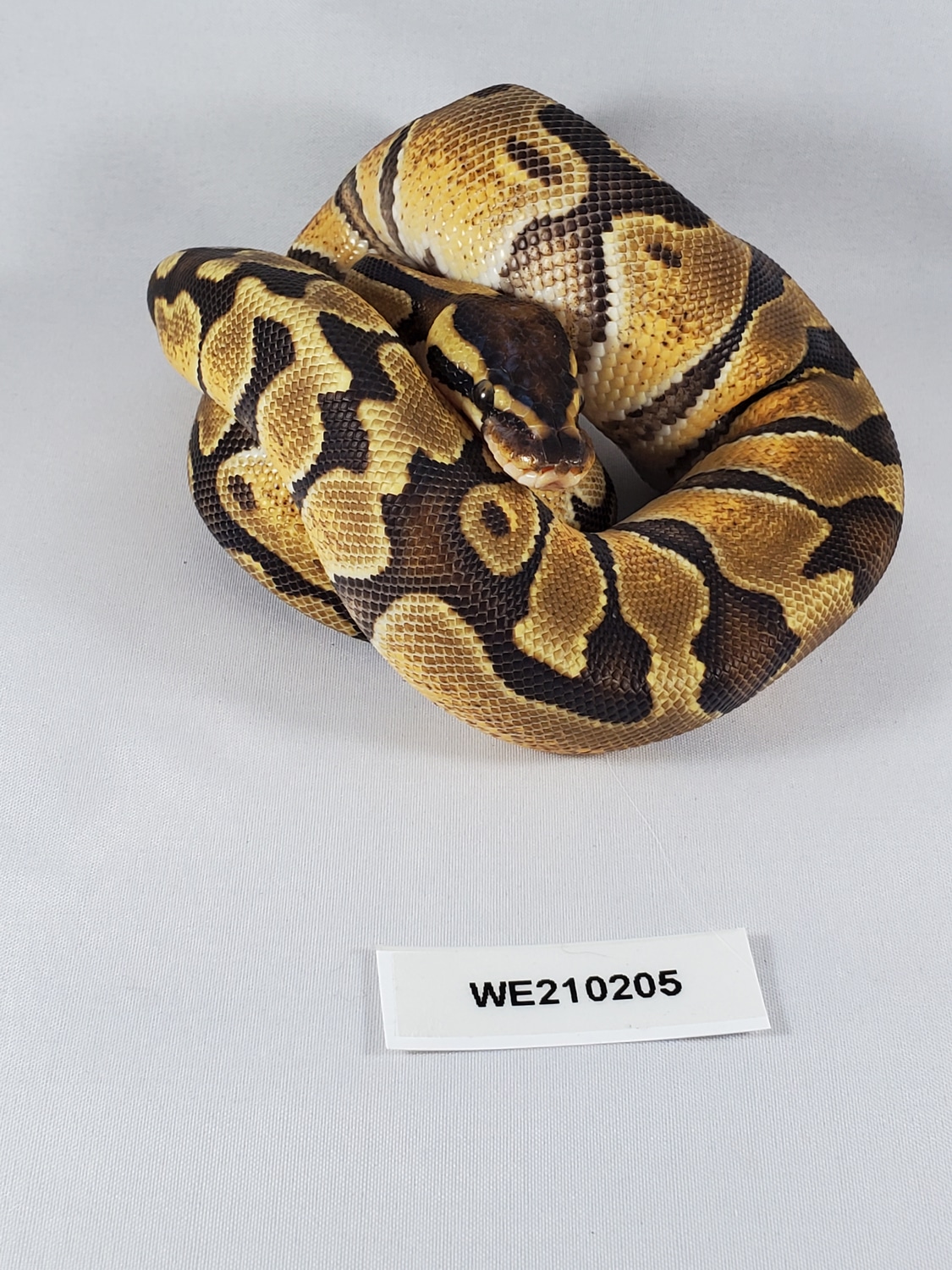 Enchi Ball Python by Wulfhaus Exotics - MorphMarket