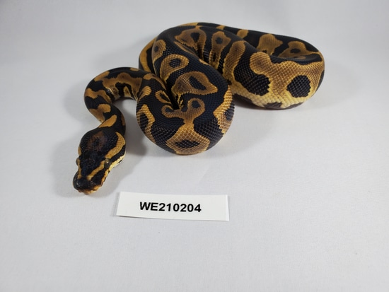 Leopard Yellow Belly Ball Python by Wulfhaus Exotics