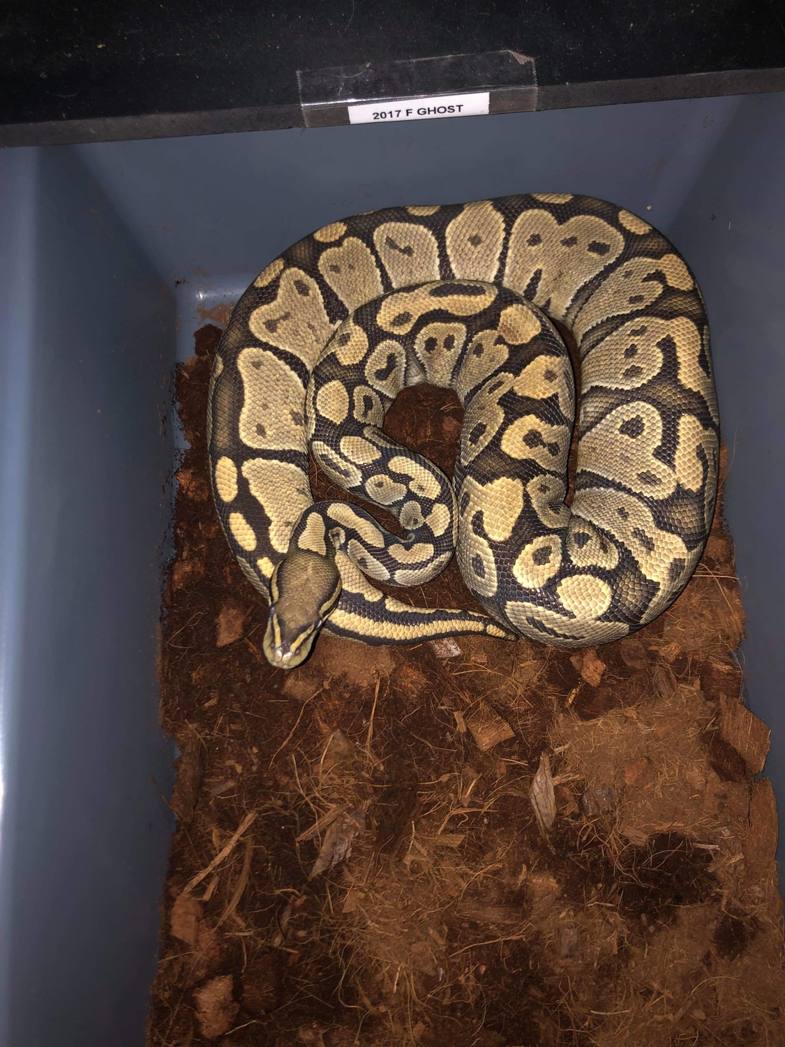 Daphne Ball Python by Wulfhaus Exotics - MorphMarket