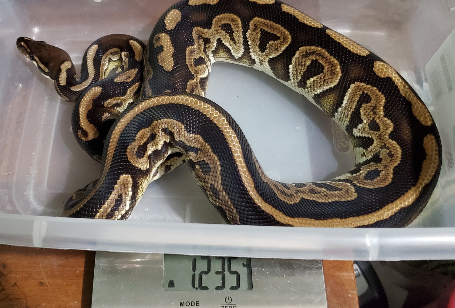 Black Pastel Het Pied Ball Python by Wulfhaus Exotics - MorphMarket