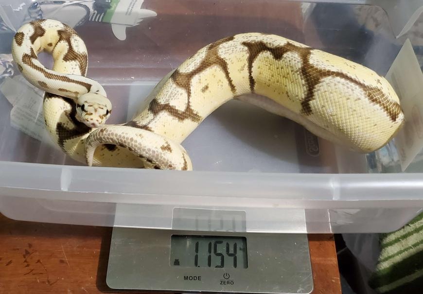 Yellow Belly Bumble Bee Ball Python by Wulfhaus Exotics - MorphMarket