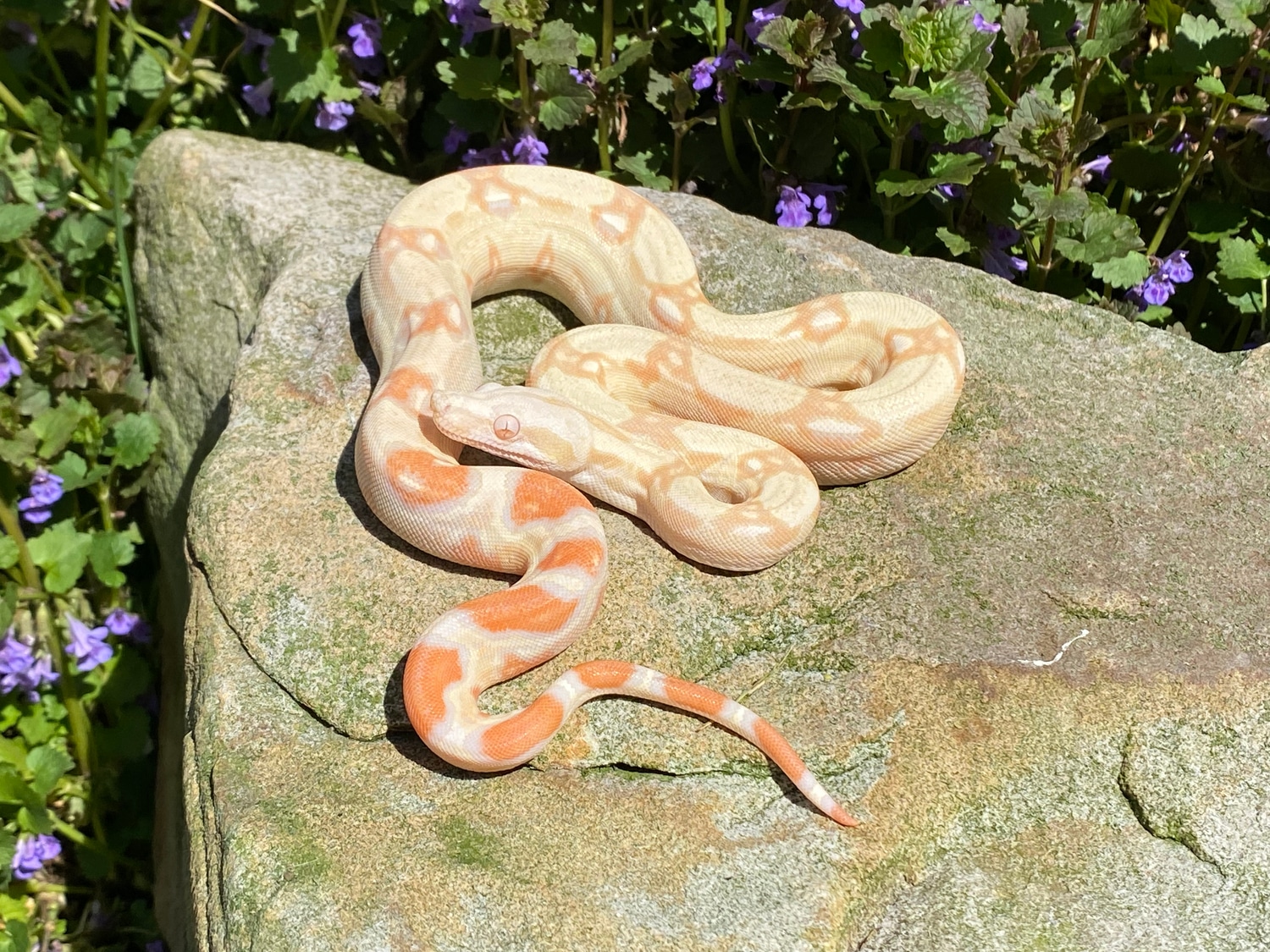 Sharp Albino 100% Het Anery Female Boa Constrictor by WVReptiles ...