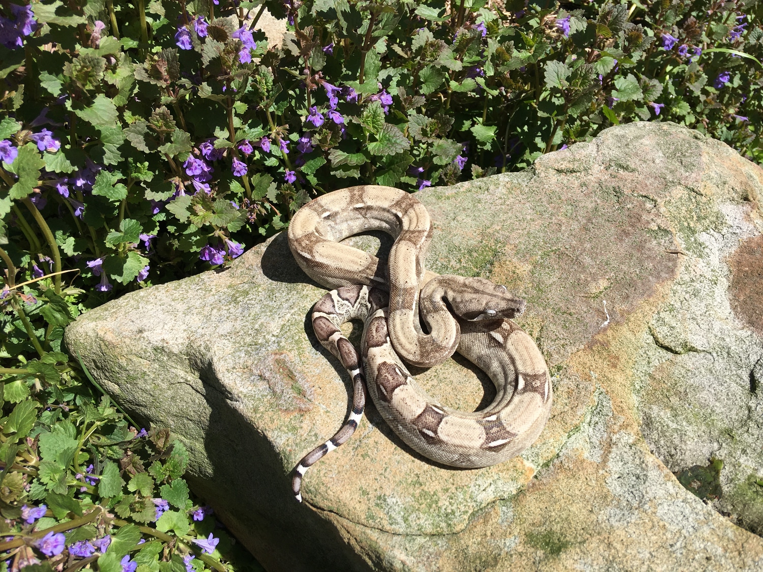 Anerythristic Het Sharp Albino Female Boa Constrictor by WVReptiles ...