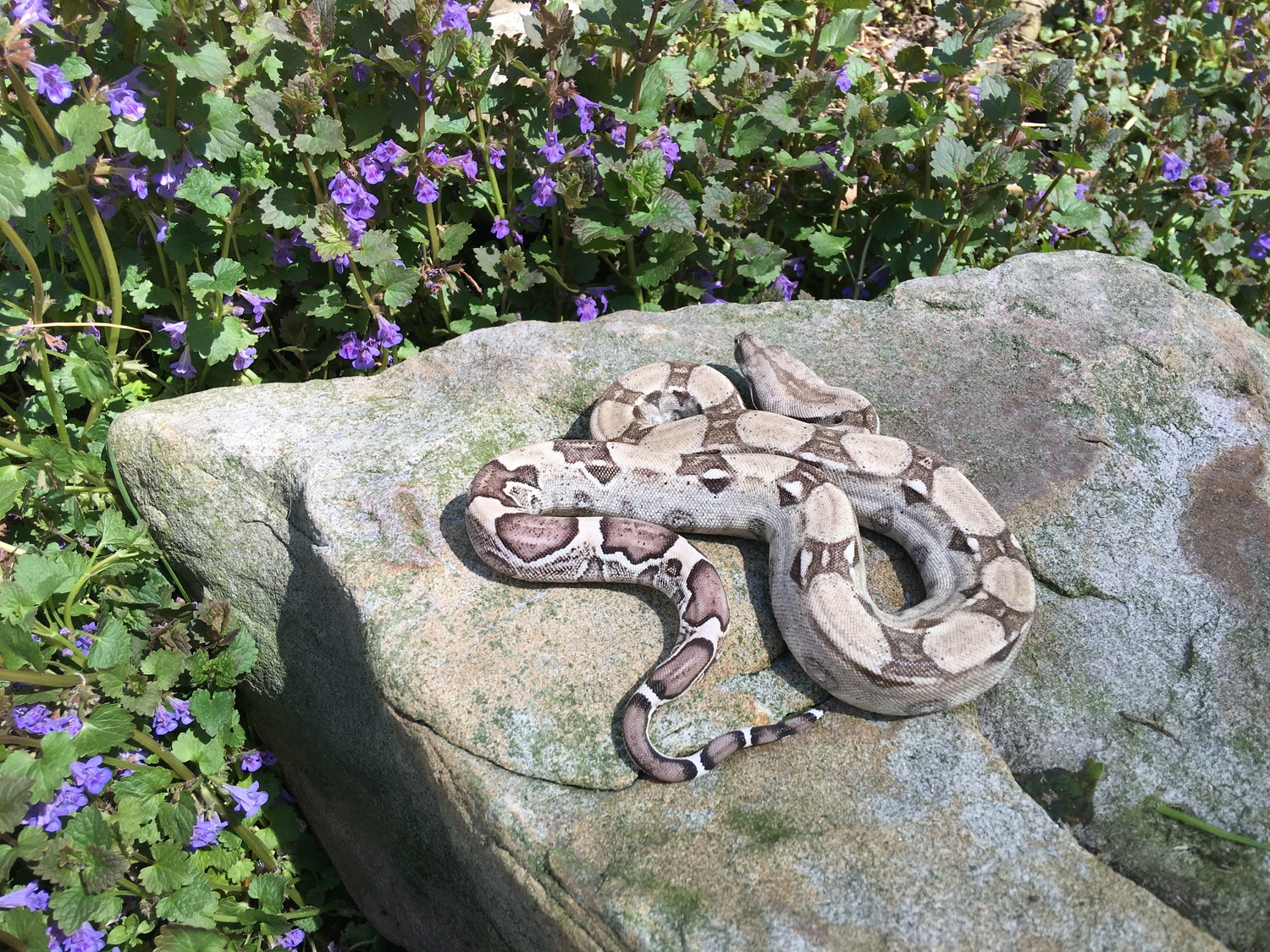 Anerythristic Het Sharp Albino Male Boa Constrictor by WVReptiles ...