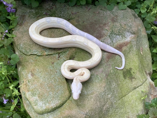 Sharp Snow Boa Female Boa Constrictor by WVReptiles