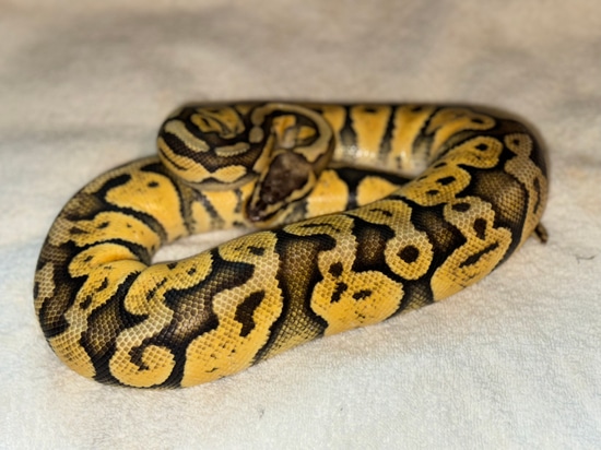 Super Pastel Ball Python by Wv Select Pythons