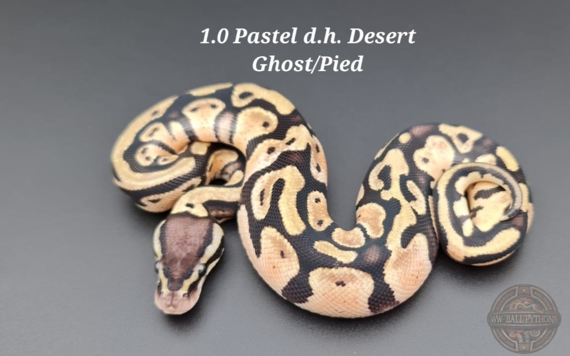 Pastel Het Desert Ghost Het Piebald Ball Python by WW-Ballpythons ...