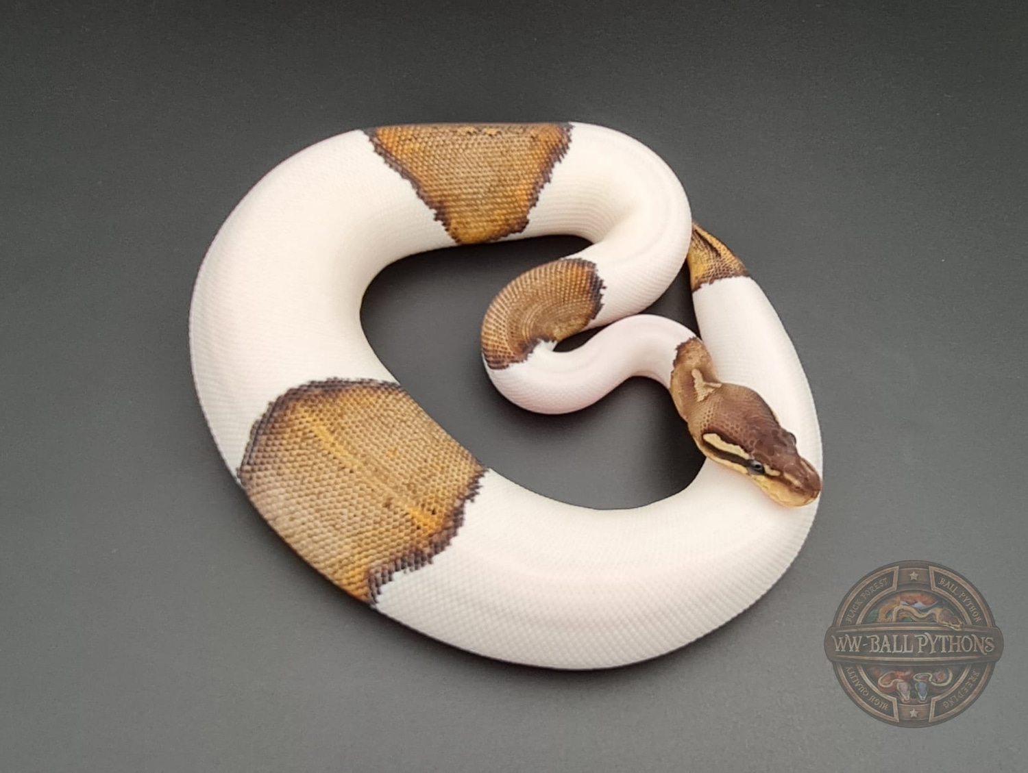 BlackPastel Pastel Yellowbelly Trick Piebald Ball Python by WW ...