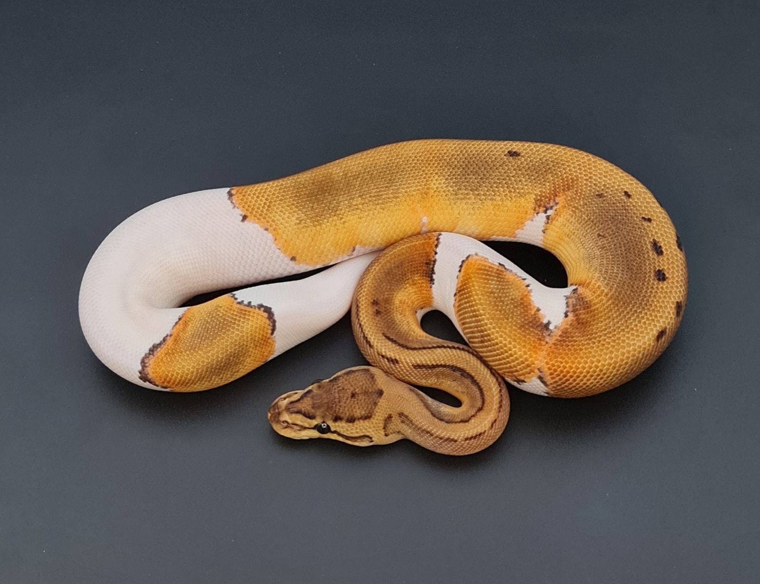 High Intensity OrangeDream Pinstripe Piebald Ball Python by WW ...